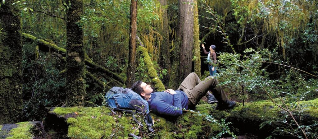 Tarkine Wilderness: Explore Tasmania’s Pristine Rainforests